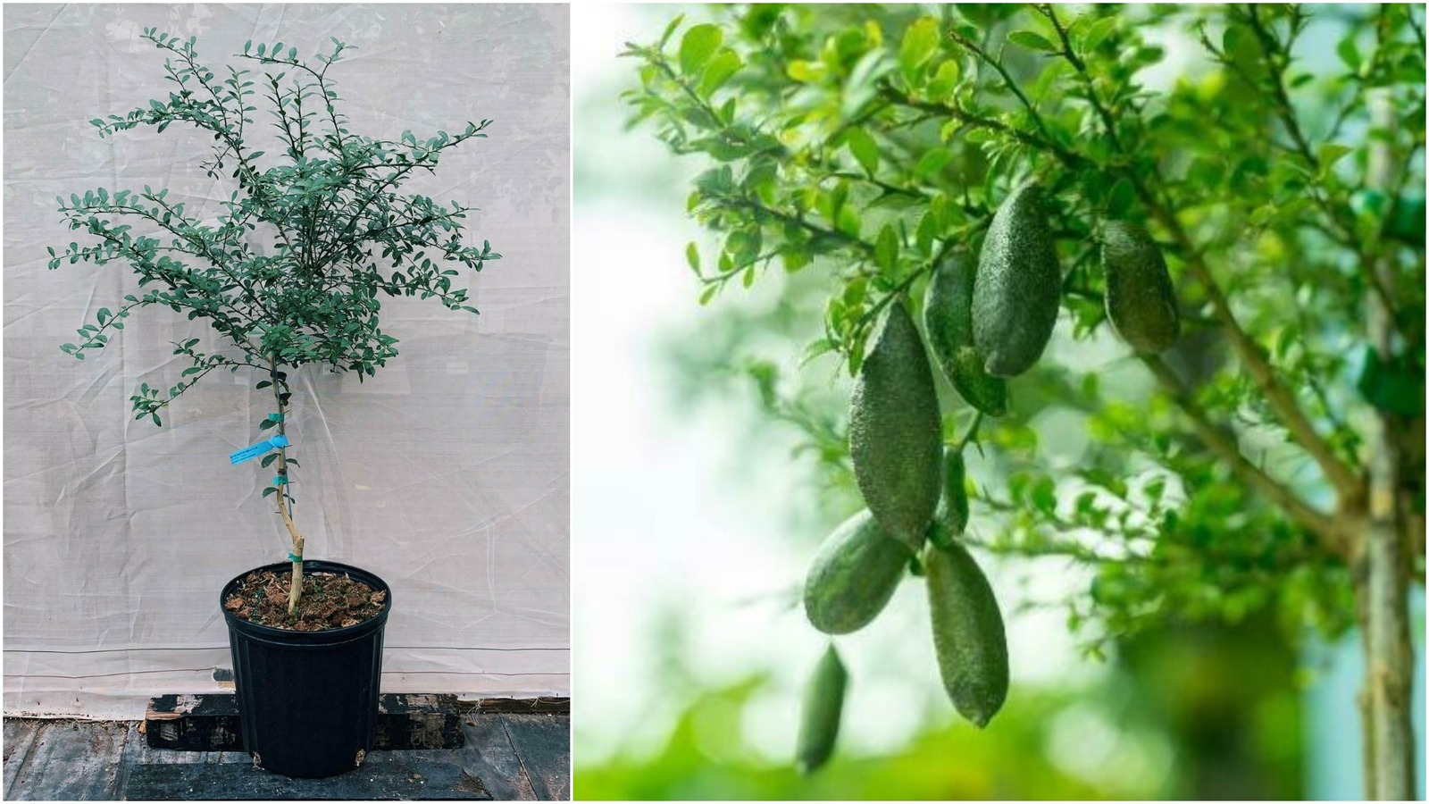 Dwarf Giant Finger Lime Tree - Live Citrus Plant - Grafted - 26-30 ...