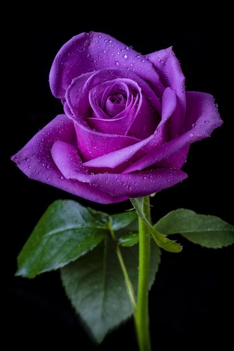 200Seeds Purple Rose Seeds , Rare color, fresh seeds, DIY Home Garden ...