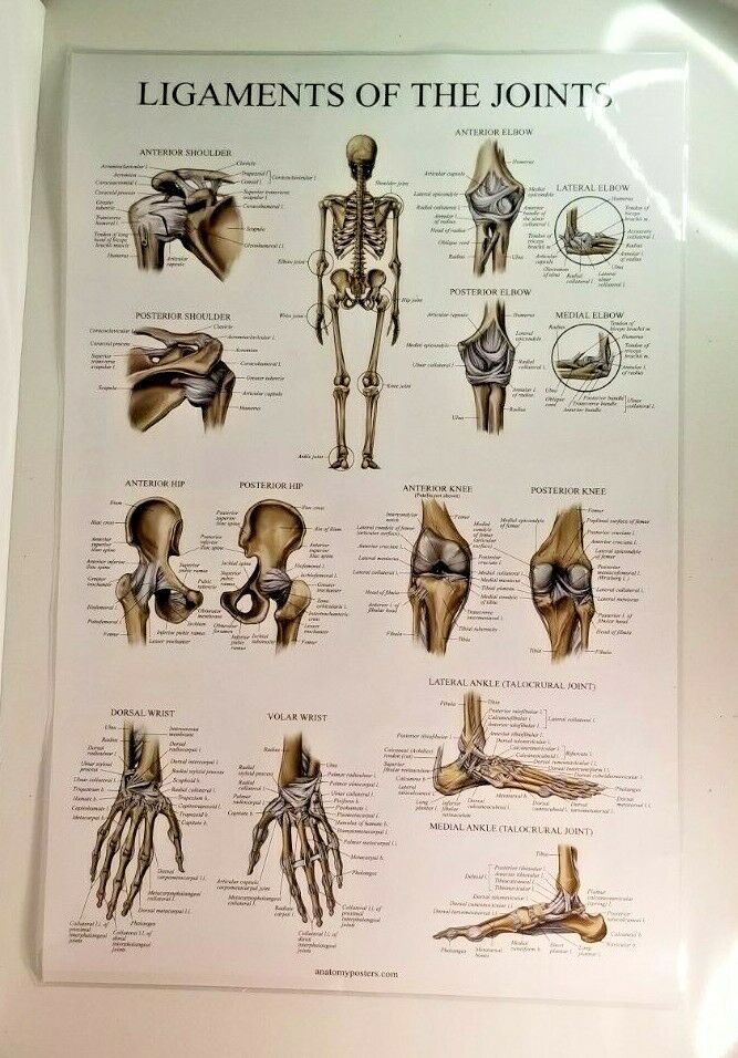 Ligaments of The Joints Anatomical Poster - Laminated - Ligament ...