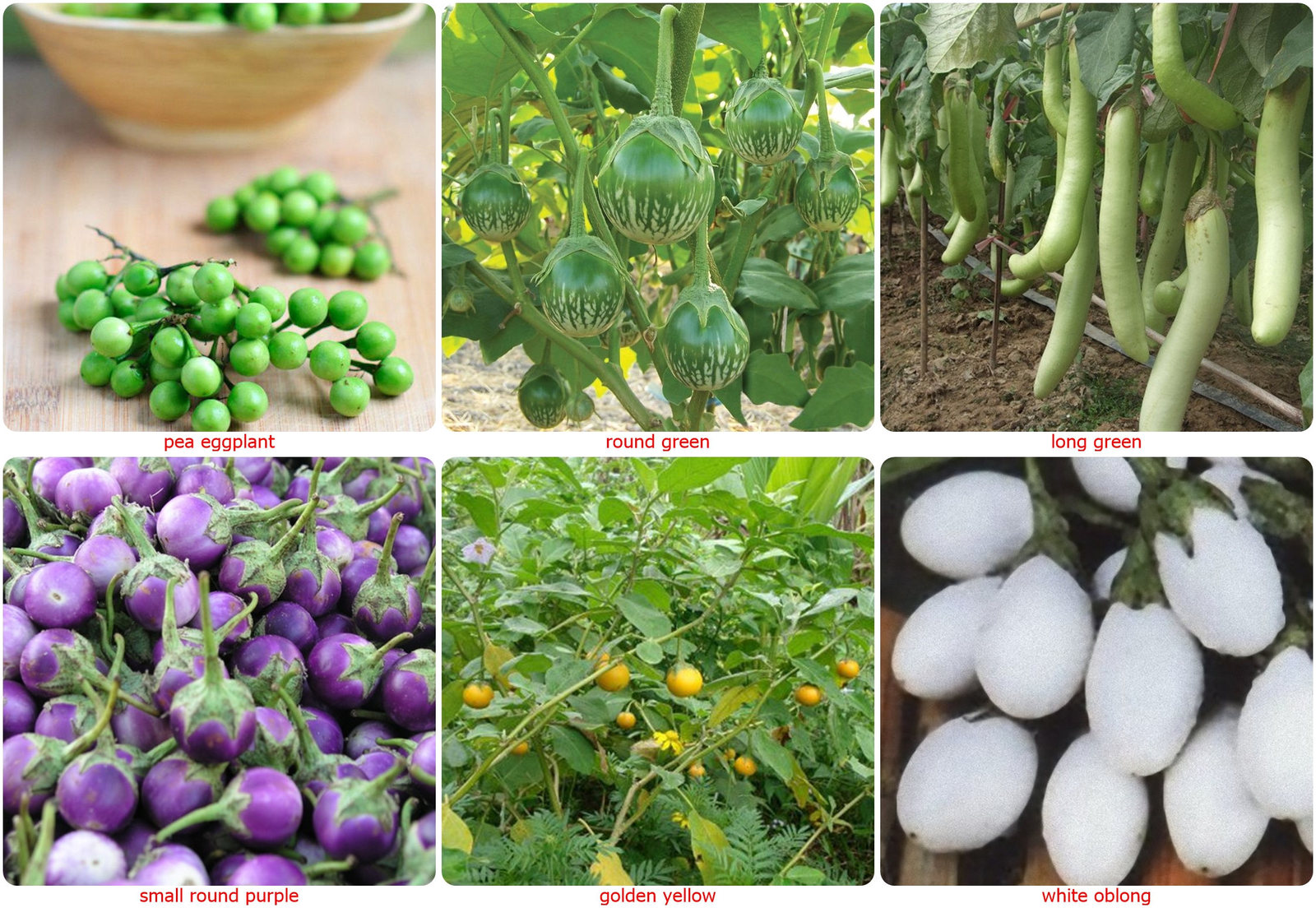 Thai eggplant seeds/aubergine seed-SOLANUM MELONGENA Pea,Round Green ...