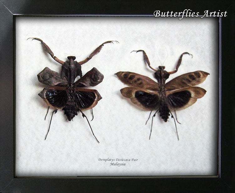 Giant Dead Leaf Mantis Deroplatys Desiccata Real Entomology Collectible ...