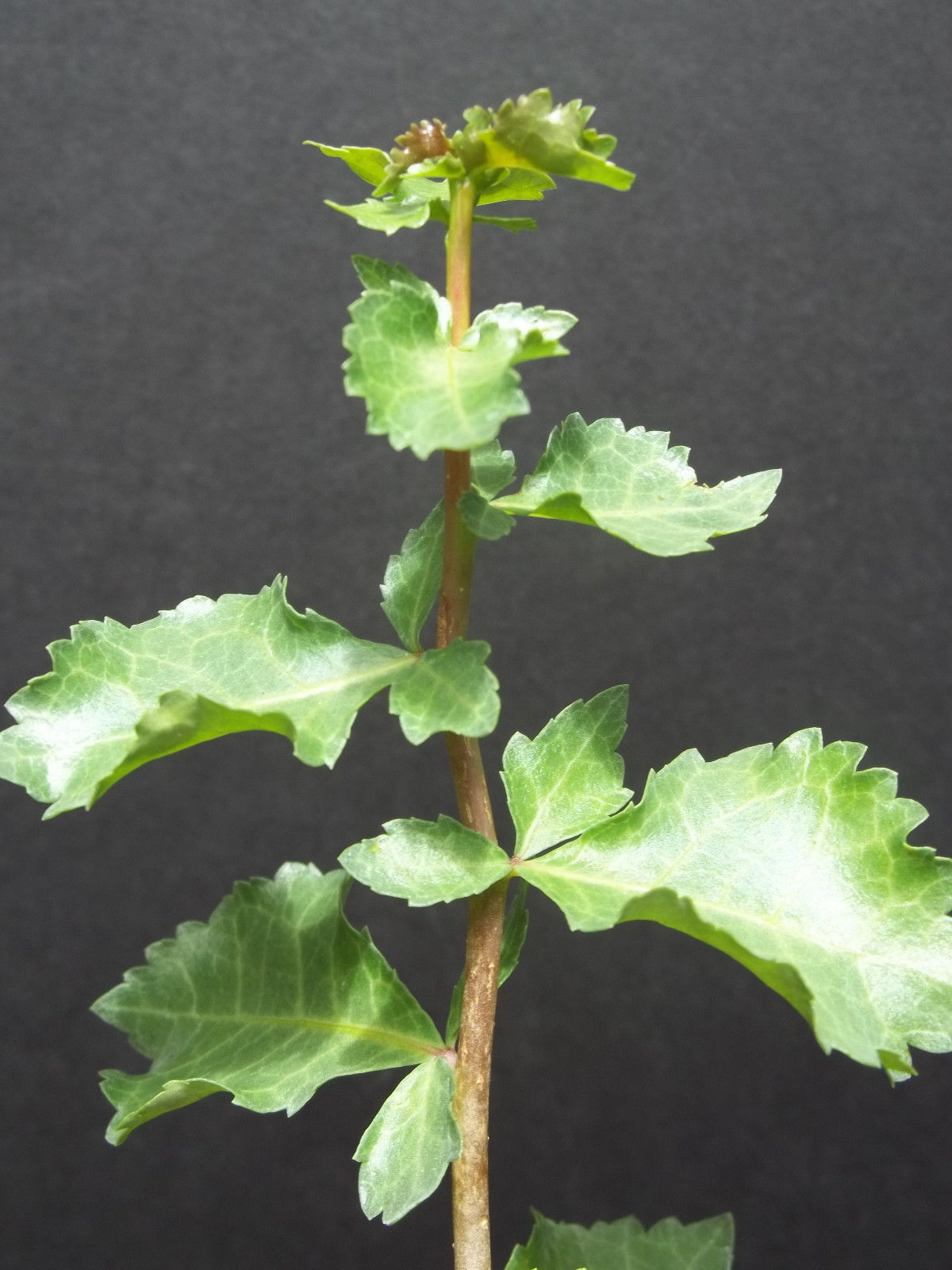 Commiphora wightii guggul Mukul Myrrh Tree 3-4" Plant, Guggal Indian ...