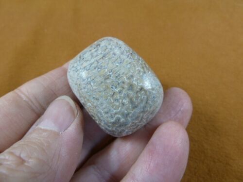 DF485-18 Fossil REAL DINOSAUR Bone pebble Atlasaurus Jurassic Dino ...