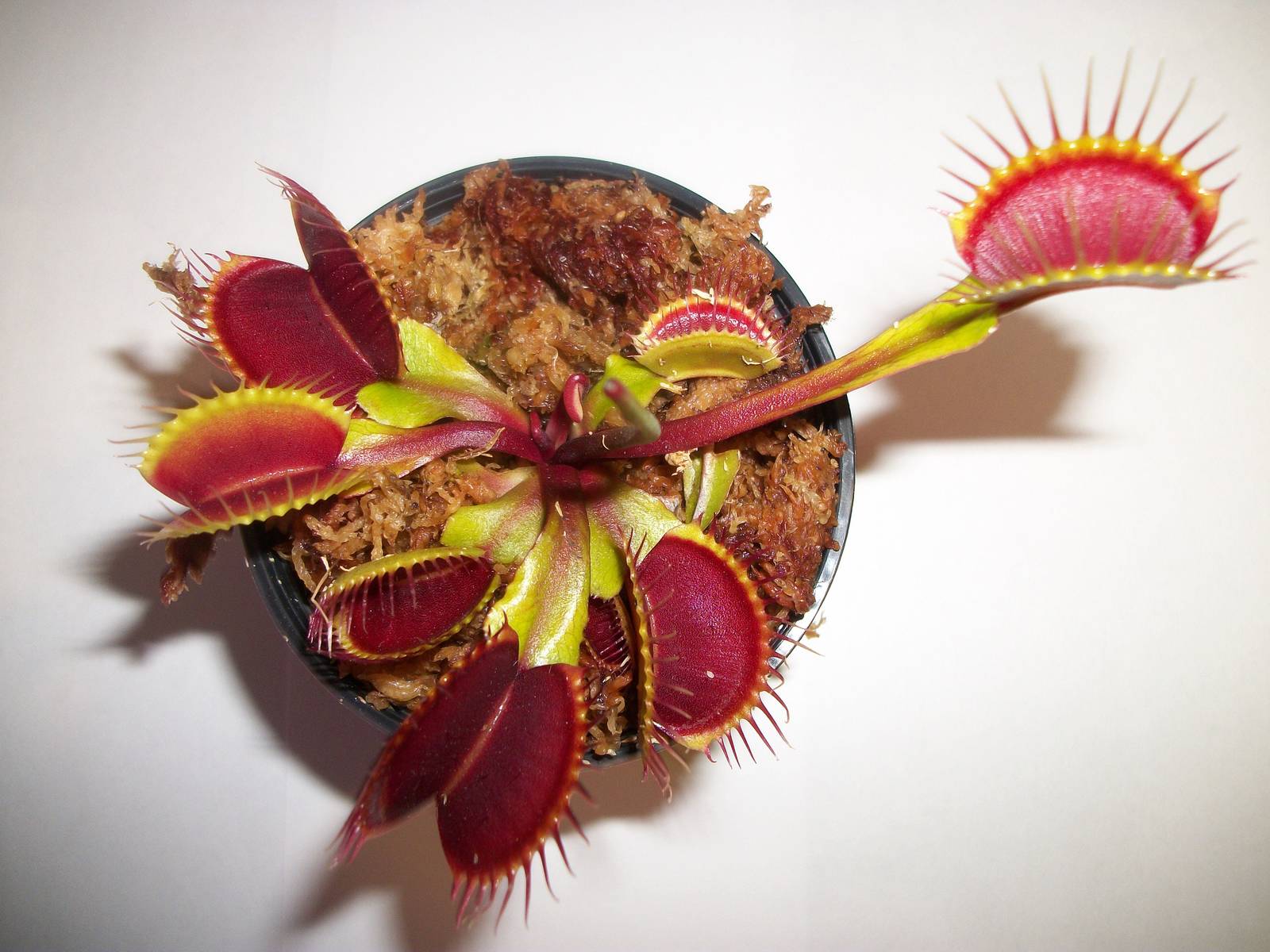 Large sized Flexx Venus Flytrap (Fly Trap) Carnivorous Plant with 3 inch Pot - Plants & Seedlings