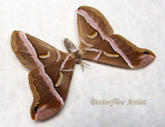 Silk Moth Samia Insularis Framed Entomology Collectible Museum Quality ...