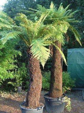 Dicksonia fibrosa golden tree fern - Home & Garden