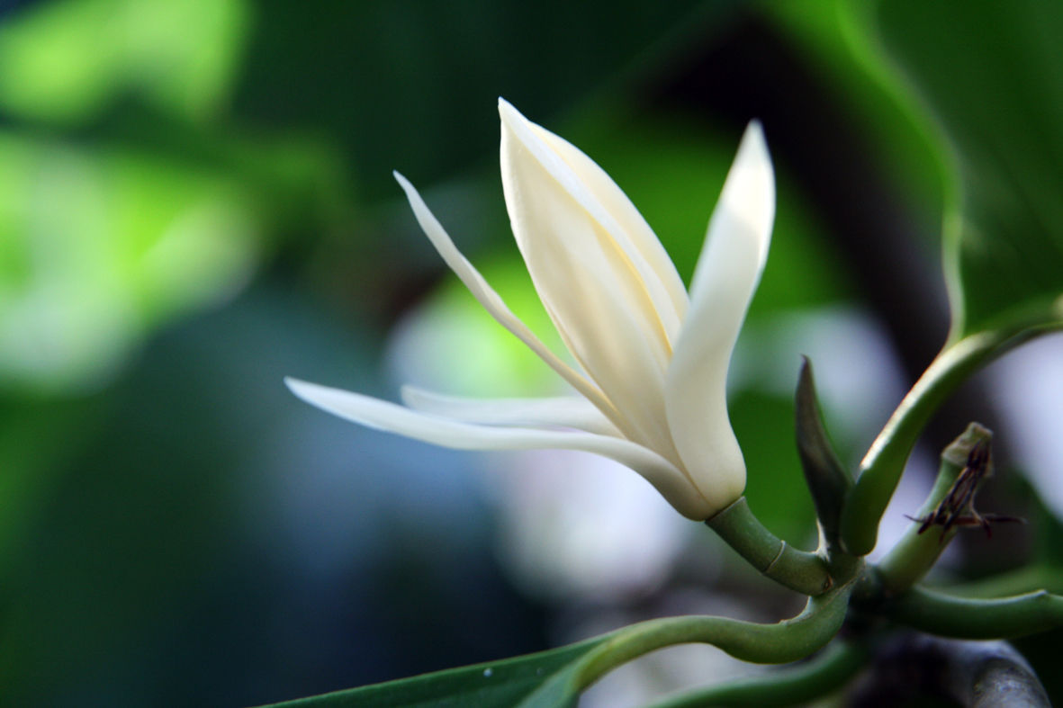Michelia Alba/Magnolia Champaca Live Plant (White Flowers) - Other ...