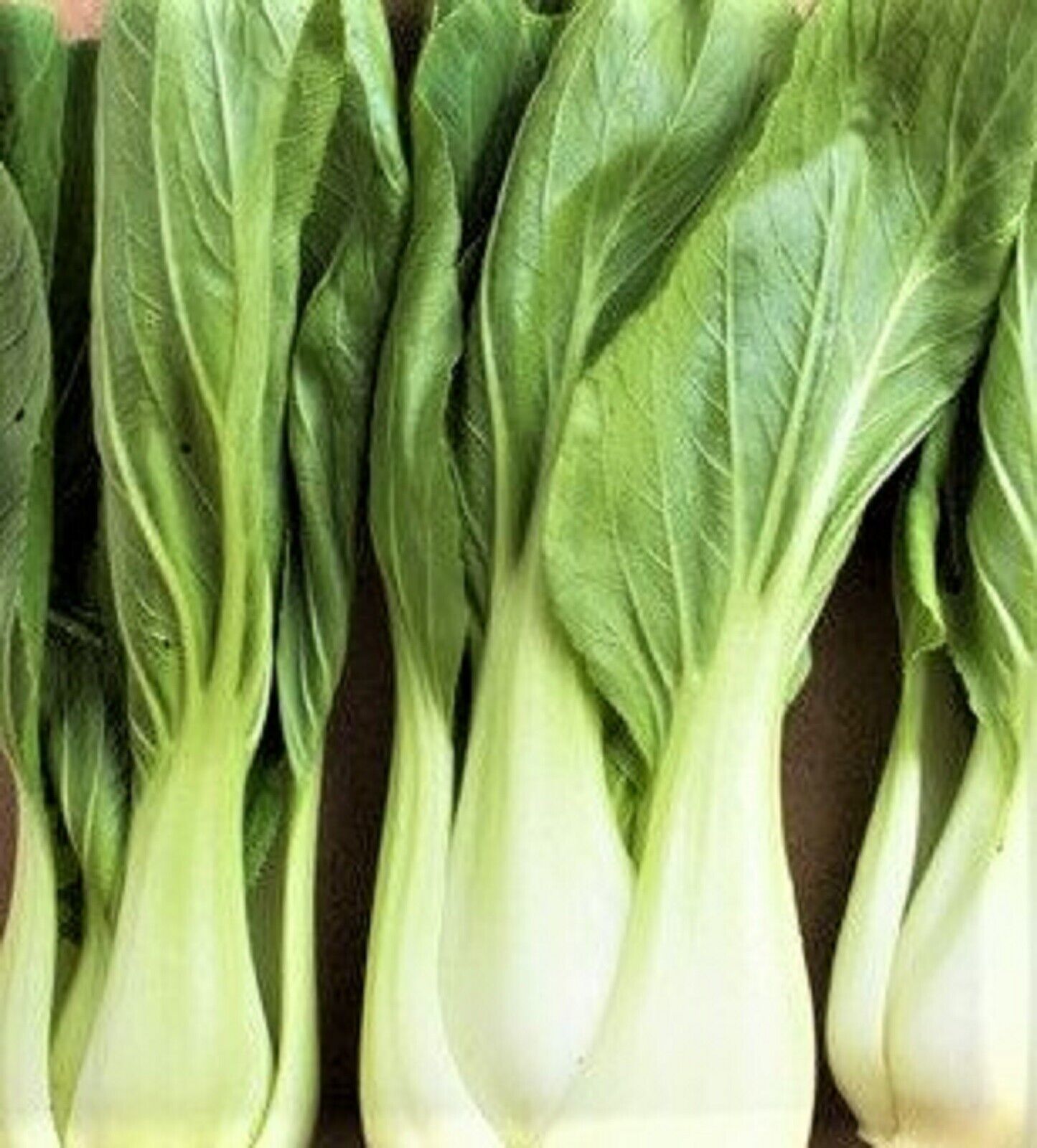 200+ SEEDS White Stem Cabbage Bok Choy Seeds - Other Plants, Seeds & Bulbs