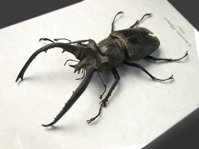 Lucanus planeti XL RARE Real Stag Beetle Framed Entomology Collectible ...