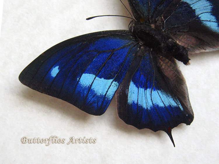 Deep Blue Anaea Cyanea Polygrapha Real and 50 similar items