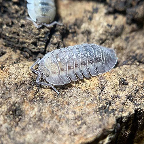 XYZReptiles Live Insects Armadillidium peraccae Isopods for Sale ...