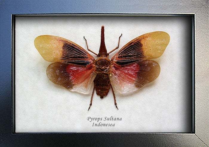 Red Nose Pyrops Sultana XL Real Lanternfly Framed Entomology ...
