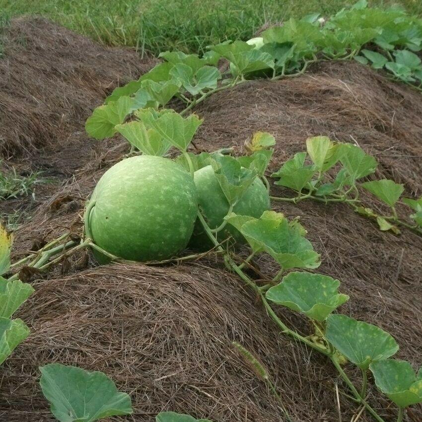 5 Seeds GIANT BUSHEL GOURD Super Giant (387 LB) NON-GMO Heirloom ...