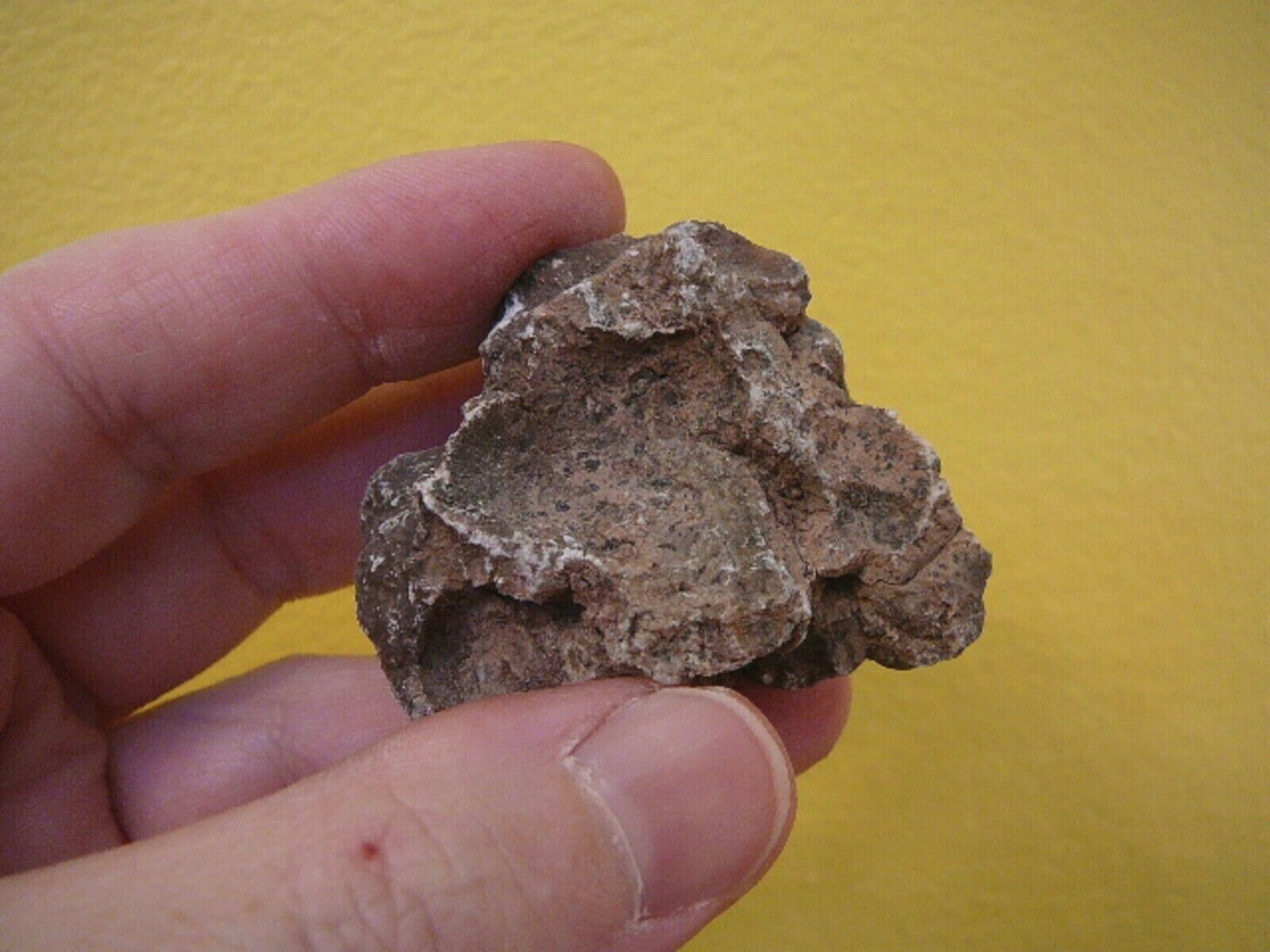 PP502-7) 1.1 oz Real Fossil Crocodile croc POOP doo doo Triassic ...