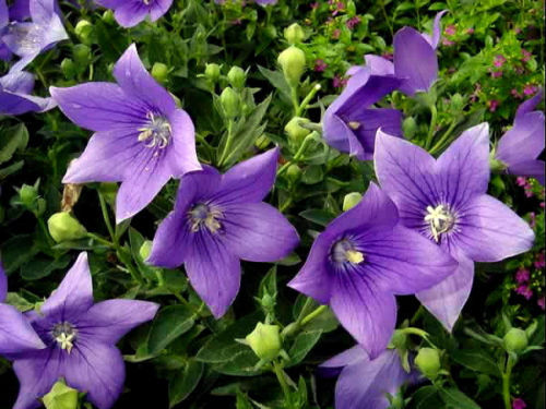 Purple Balloon Flower Seeds Heirloom Perennial Flower Unusual Blooms ...
