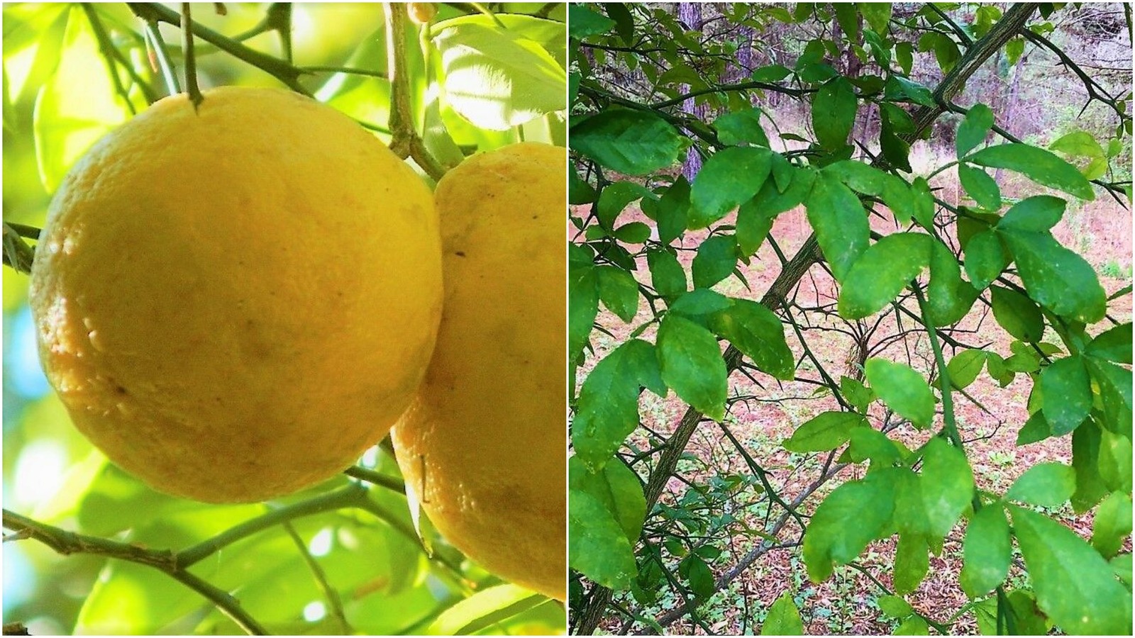 HARDY LEMON TREE 3 ft. SAPLING HUGE FRUIT LIVE PLANT YELLOW CITREMON ...