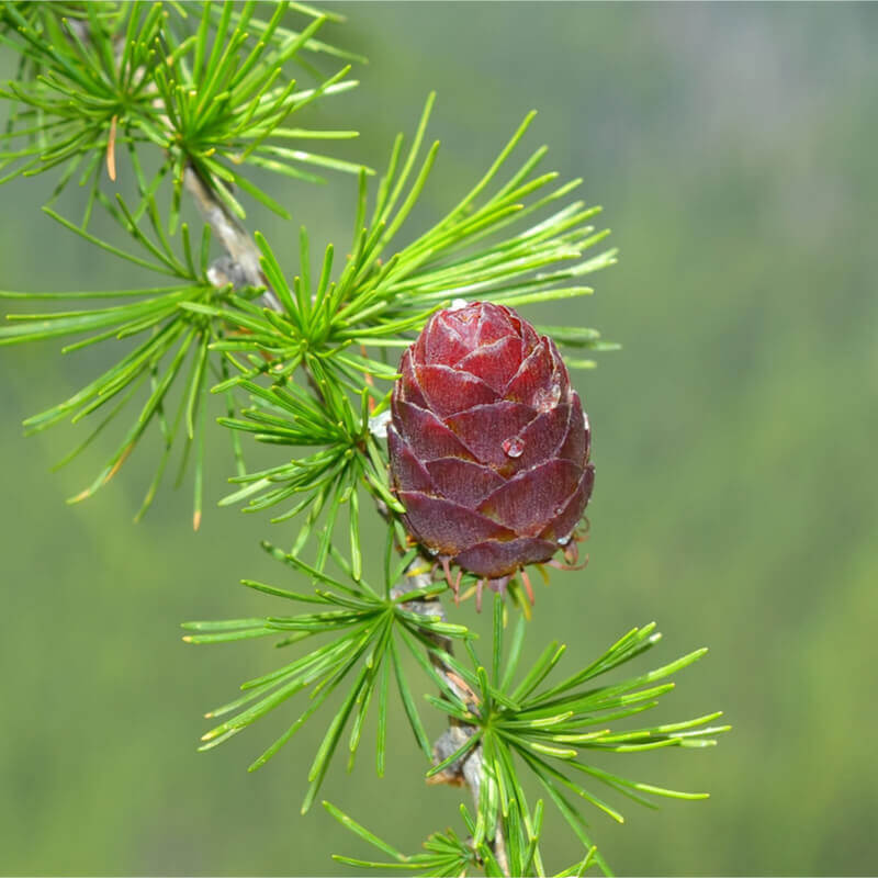 20 Eastern Larch Tamarack Tree Seeds Larix laricna - Other Seeds & Bulbs