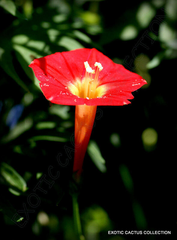 IPOMOEA MULTIFIDA cardinal climber morning glory flowering exotic seed ...