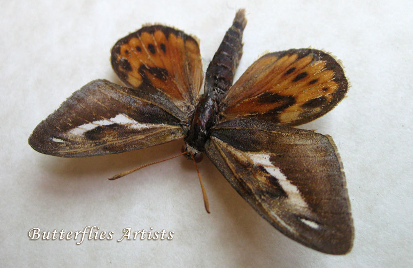 Castnia Athis Hechtia RARE Moth Entomology Collectible Museum Quality ...