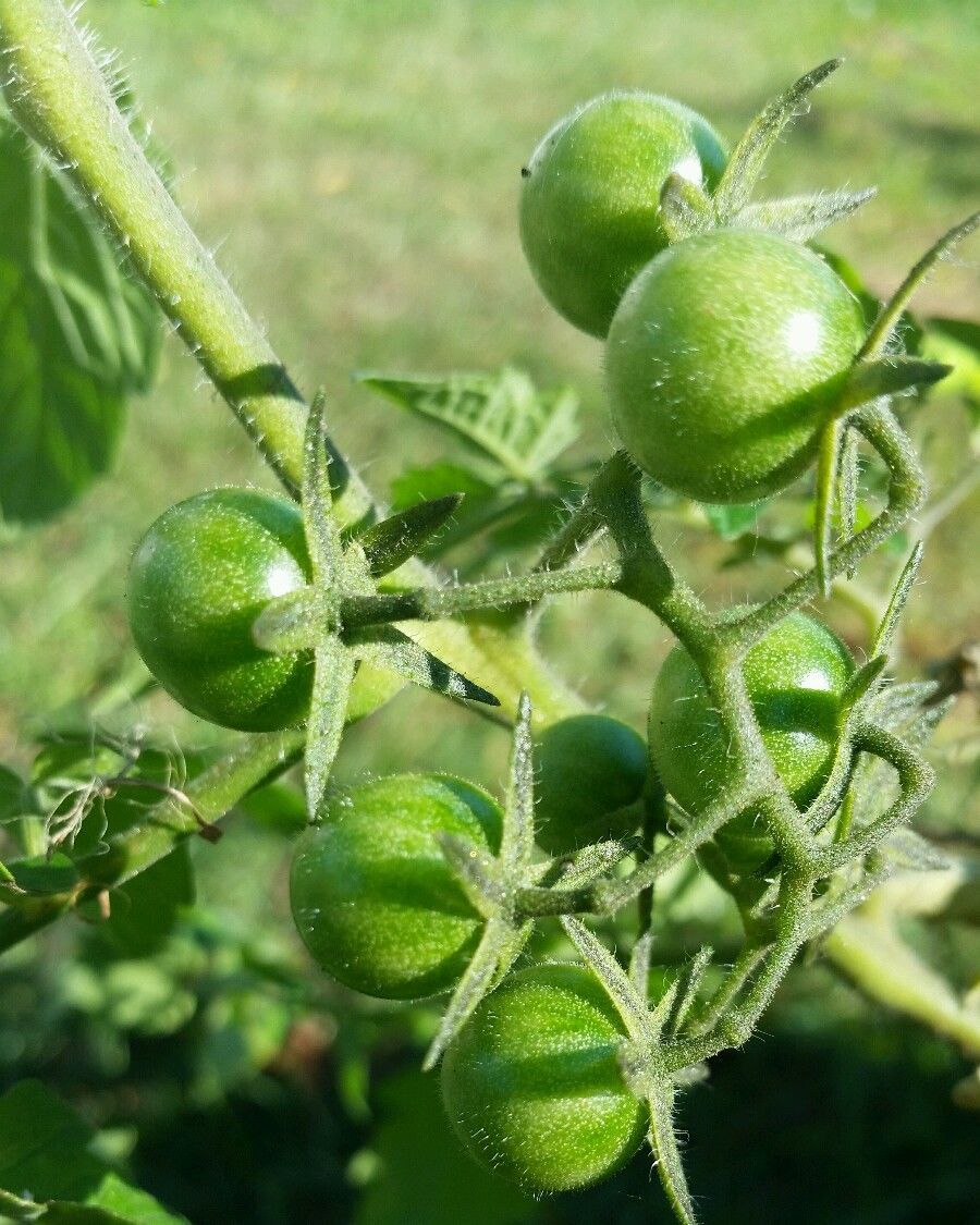 40+ Fresh Seeds - Florida Everglades Tomato - Seeds & Bulbs