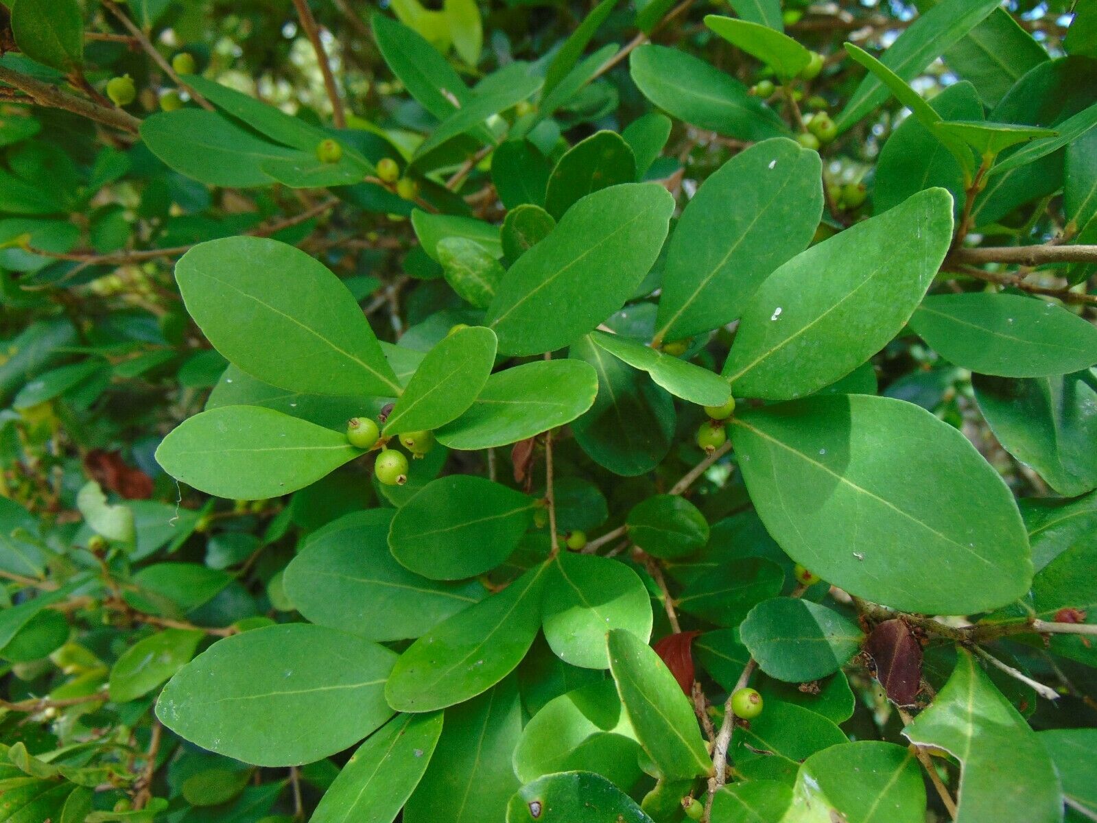 10 Seeds Spanish Stopper Eugenia Foetida - Seeds & Bulbs