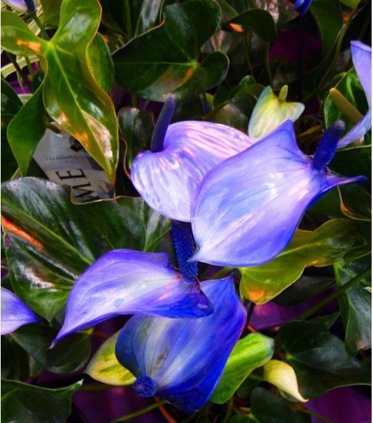 200 Seeds Blue Rare Flower Seeds Anthurium Andraeanu Seeds Balcony ...