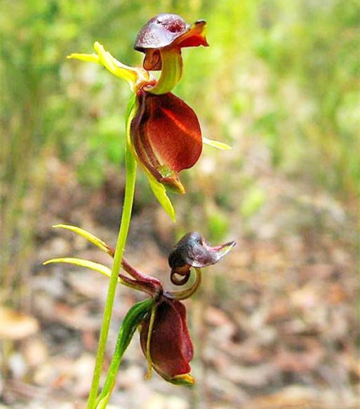 200Seeds For Home & Garden Flying Duck Orchid Flower Seeds - Houseplants