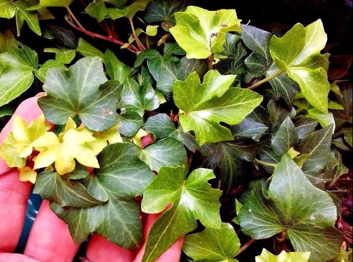 10 CUTTINGS RUFFLED WAVY CRESTED HEDERA HELIX GREEN ENGLISH IVY VINE ...