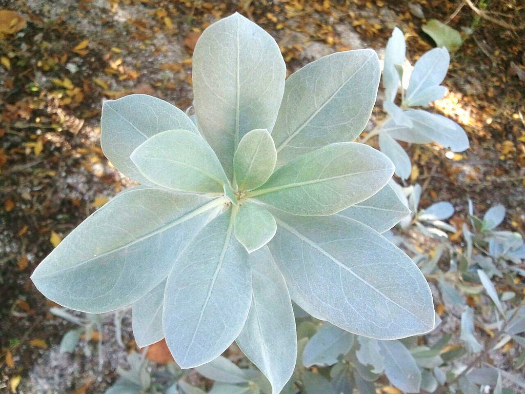 Conocarpus Erectus Sericeus florida native wild tree bonsai shrub seed ...