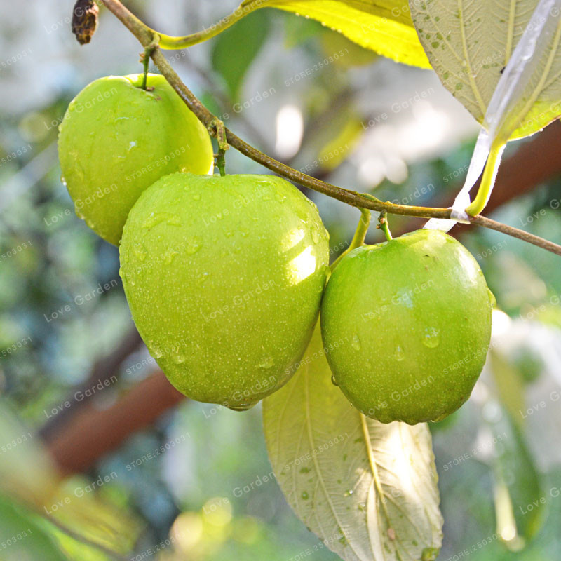 Jujube 10 Seeds Chinese Dates Fruit Tree Tropical Seed