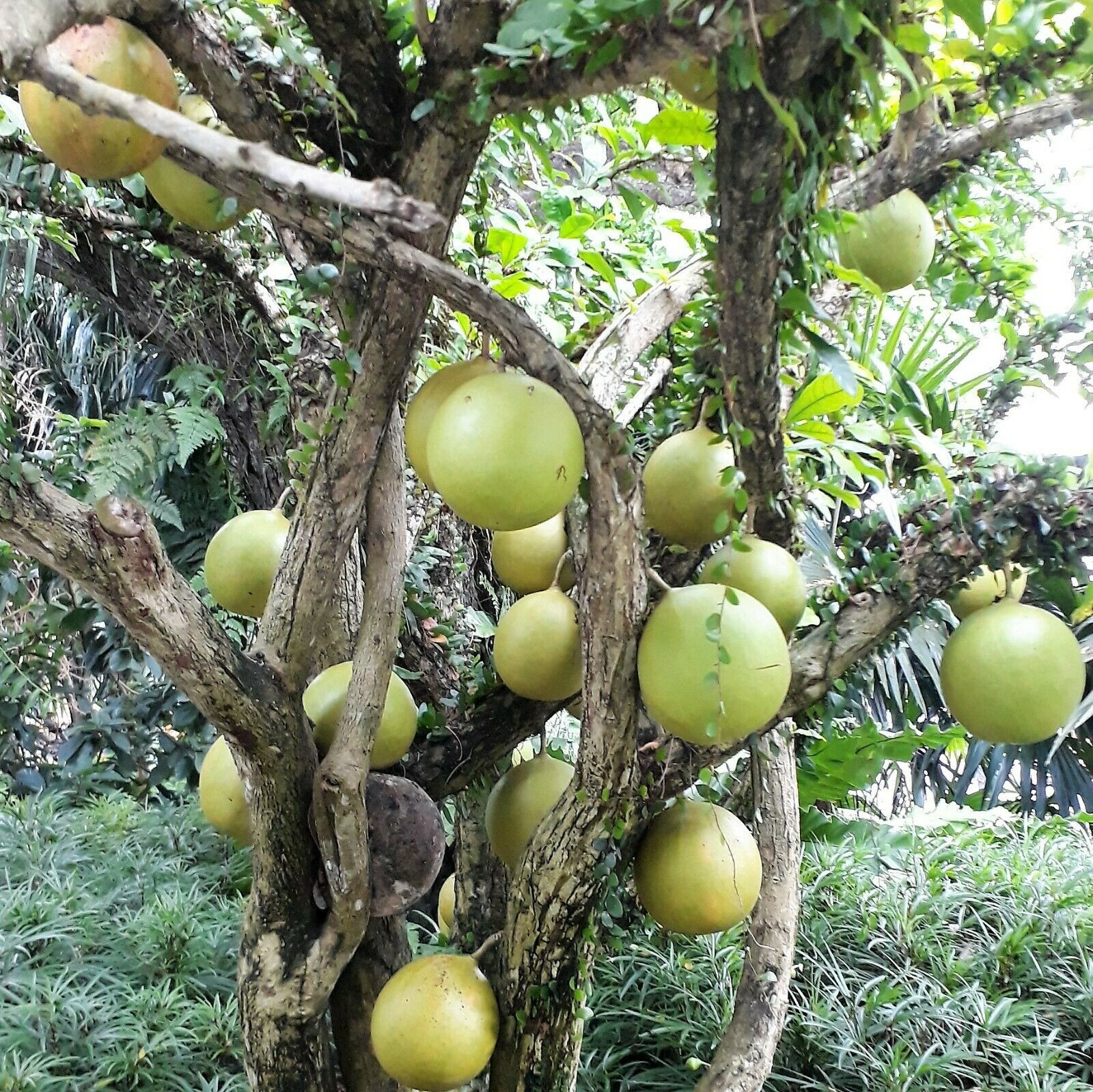 Calabash tree Jícaro Totumo Crescentia and 50 similar items