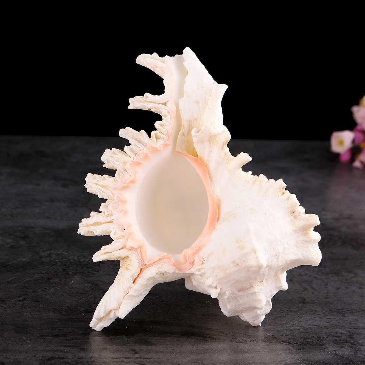 16cm Large Mouth Natural Conch Seashell Specimen Mediterranean Sea ...
