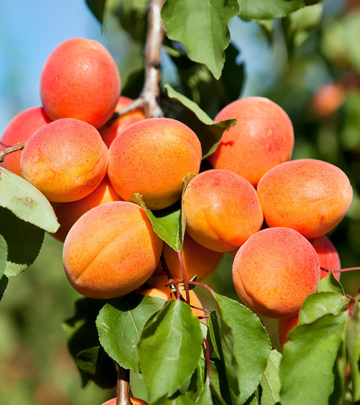 LIVE PLANT Hardy Apricot fruit tree northern fruit tree handles cold ...