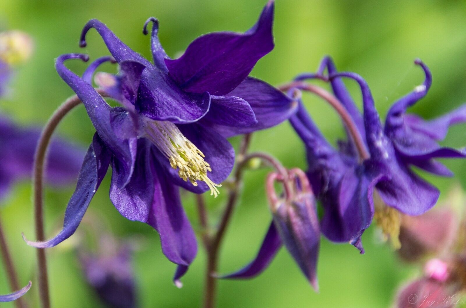 10 Seeds Purple Columbine Aquilegia Vulgaris - Seeds & Bulbs