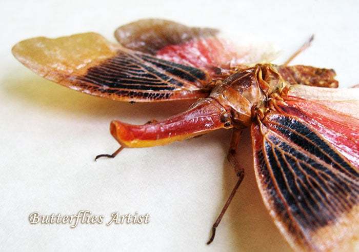 Red Nose Pyrops Sultana XL Real Lanternfly Framed Entomology ...