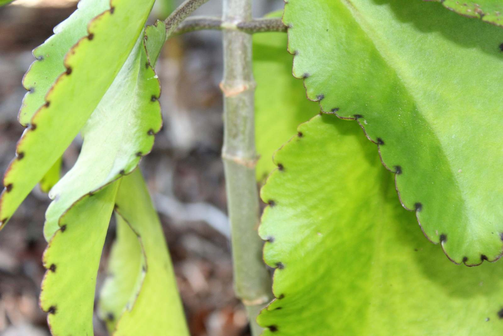 FRESH PICKED Miracle Leaf - Succulent Propagation - Leaf of Life ... FRESH PICKED Miracle Leaf - Succulent Propagation - Leaf of Life ...