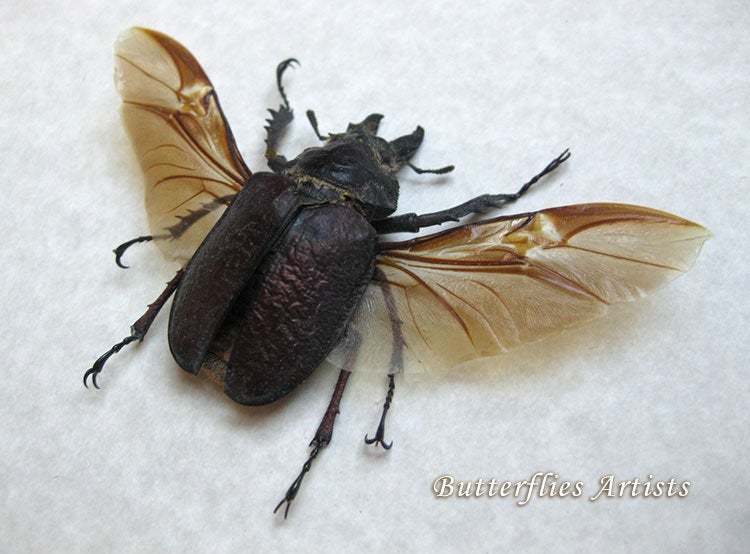 Real 4 Eyes Stag Beetles Sphaenognathus Giganteus PAIR Framed ...