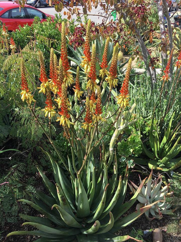 Aloe cryptopoda - Home & Garden