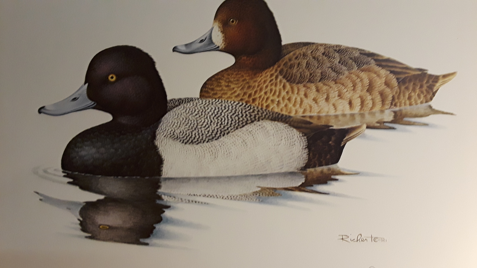 LESSER SCAUP , LIMITED EDITION ART PRINT , 422/780, ROBERT O. RICHERT - Art