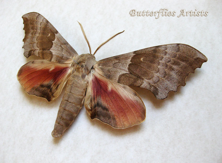 Pachysphinx Occidentalis XXL Poplar Sphinx Real Moth Framed Entomology ...