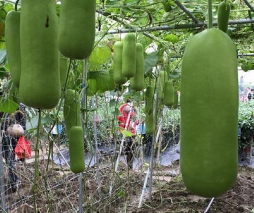 15+ Seeds Calabash Bottle Gourd Chinese Pugua Nam Tao Yao Lauki Opo ...