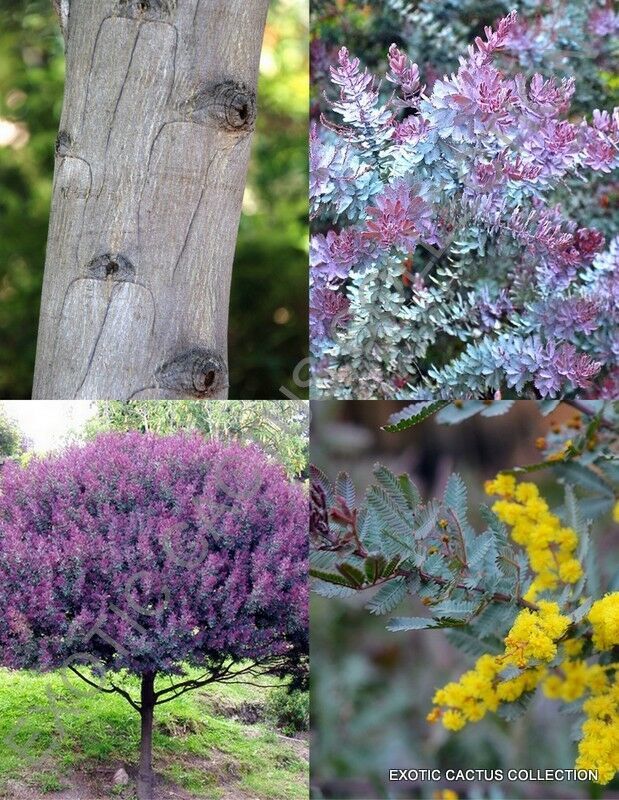 Cootamundra tree Acacia Baileyana Purpurea rare flowering wattle purple ...