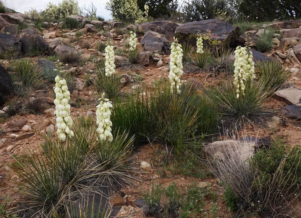 Yucca angustissima (Narrow Leaf Yucca) 100 Seeds - Seeds & Bulbs