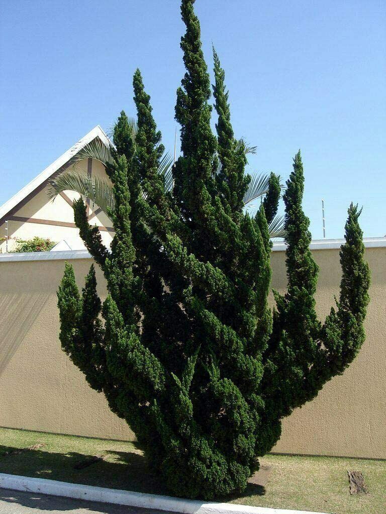Hollywood Juniper - Juniperus Chinensis Torulosa - Live Quart Size ...