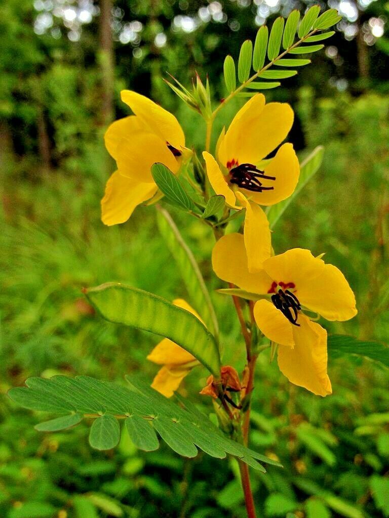 Partridge Pea 200 Flower Seeds - Annual & Biennial Seeds