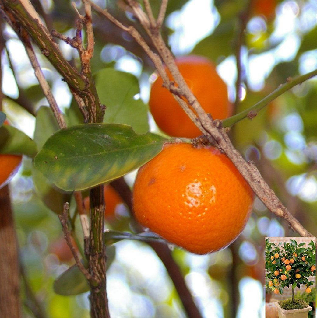 Calamondin, Thai Miniature Orange Tree, CITROFORTUNELLA MICROCARPA ...