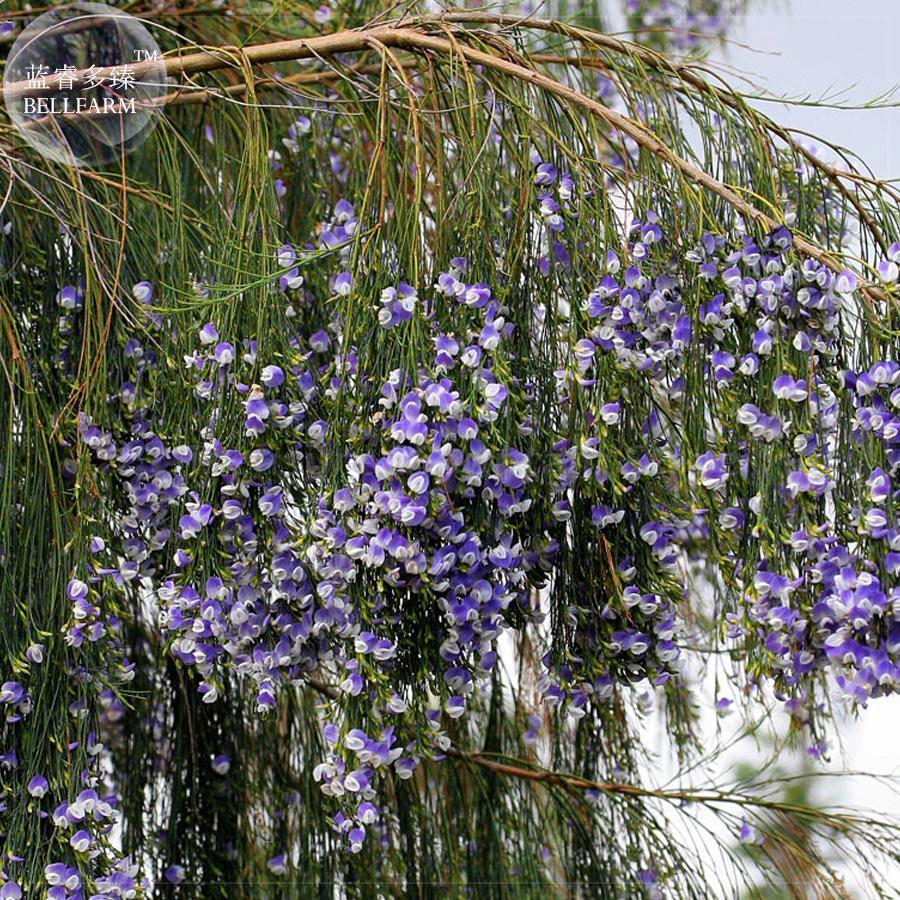 Weeping Blue Broom Blue Willow Pea SEED- Indigenous Shrub, Decorative ...