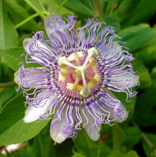 10 Seeds Wild Passion Flower Maypops Passiflora Incarnata - Other Seeds ...