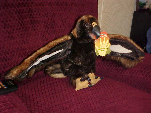 12" Folkmanis Golden Eagle Puppet Plush Toy With Tags Rare - Other