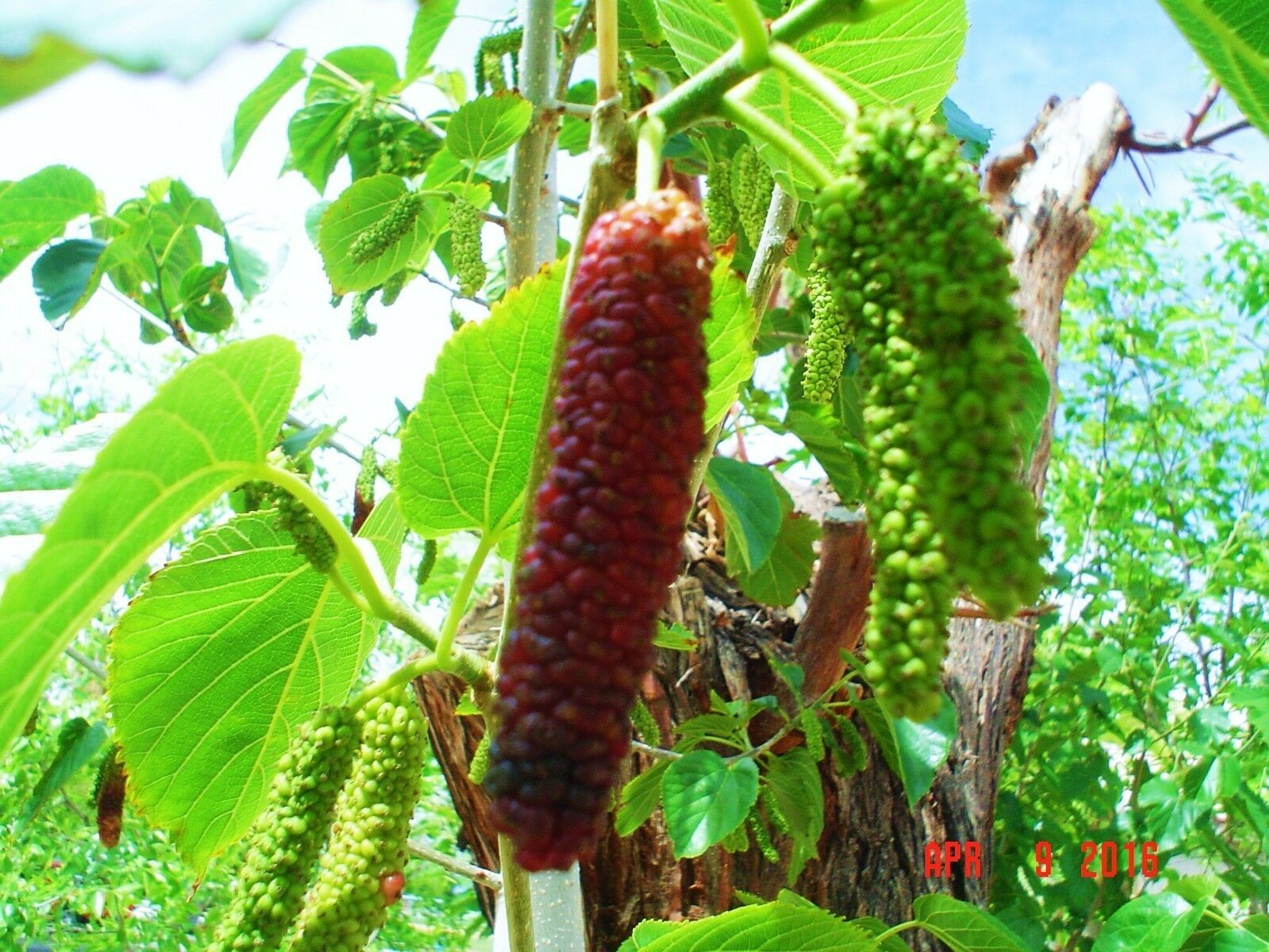 Mulberry Tree - 'Pakistan' - Morus macroura live plant edible fruit ...